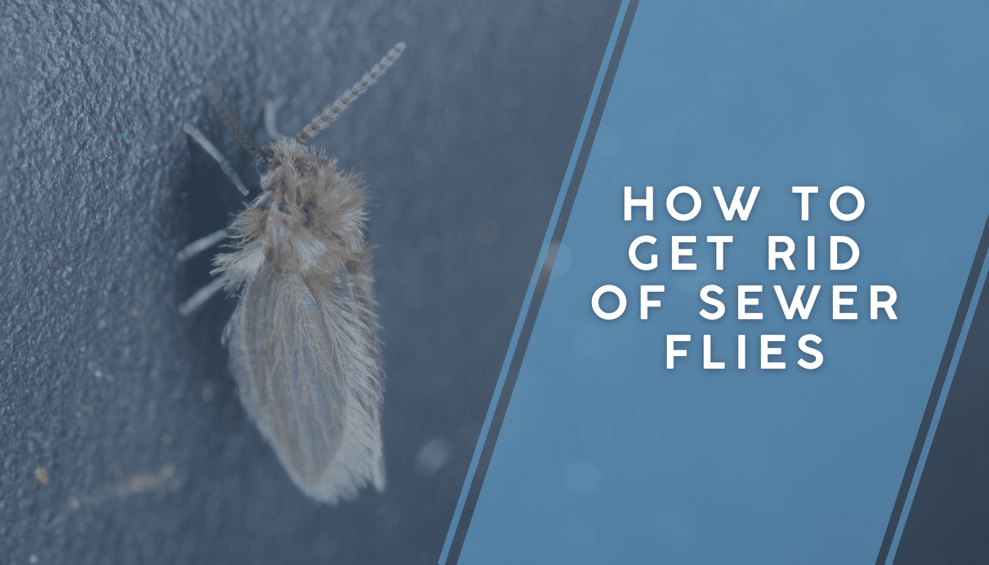 How To Get Rid of Sewer Flies - Barney's Plumbing LLC